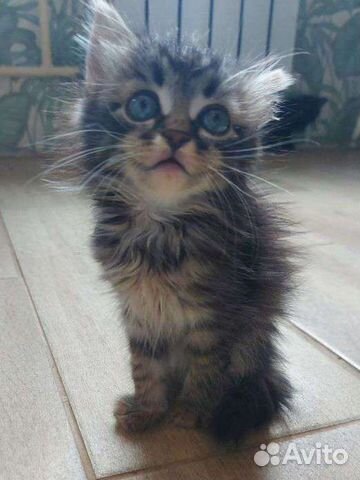 Котята Европейцы