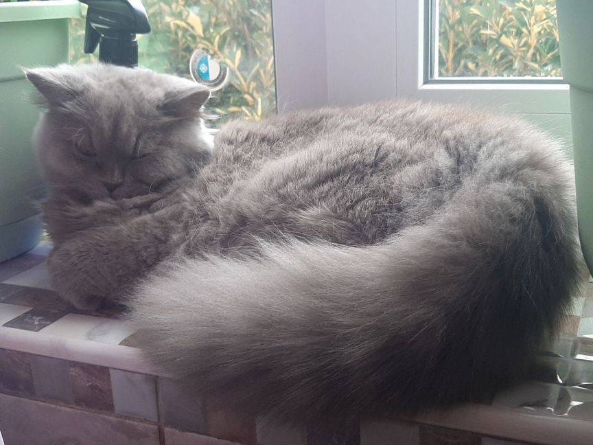 Шотландская прямоухая кошка