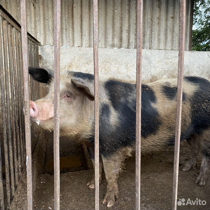 Хряк на племя