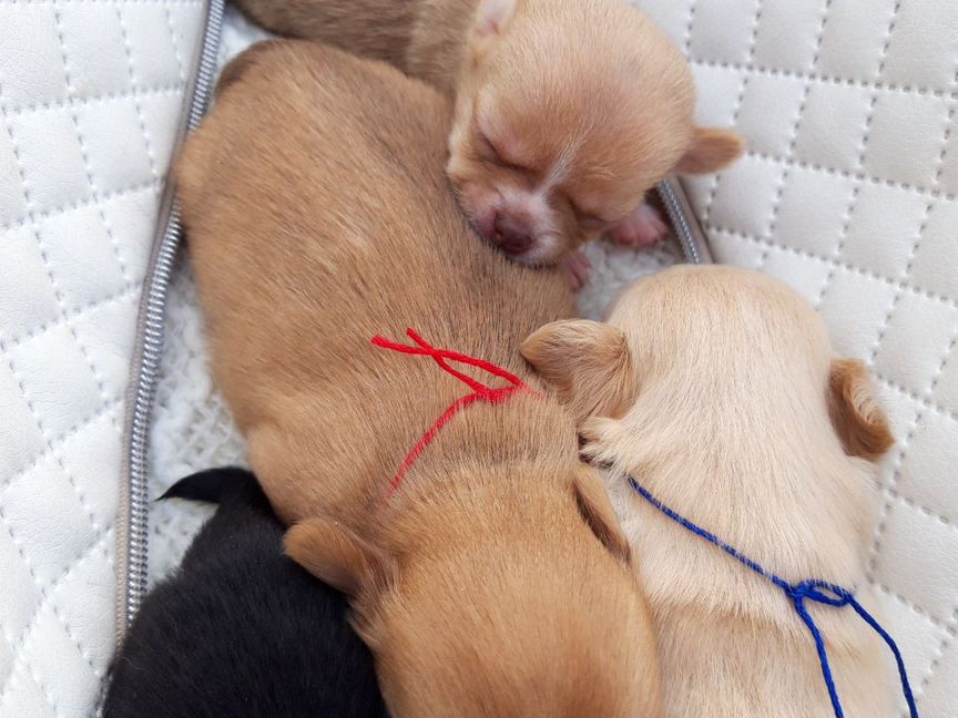 Щенки чихуахуа мини