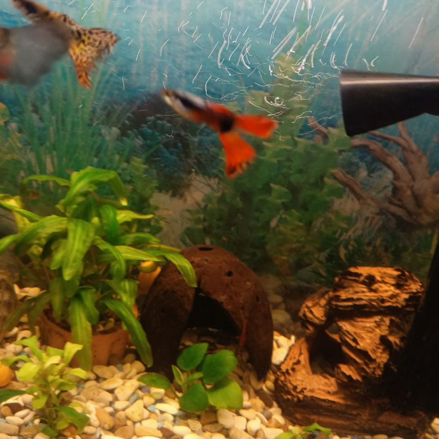 Аквариумные рыбки гуппи