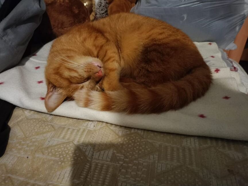 Кошечка в семью