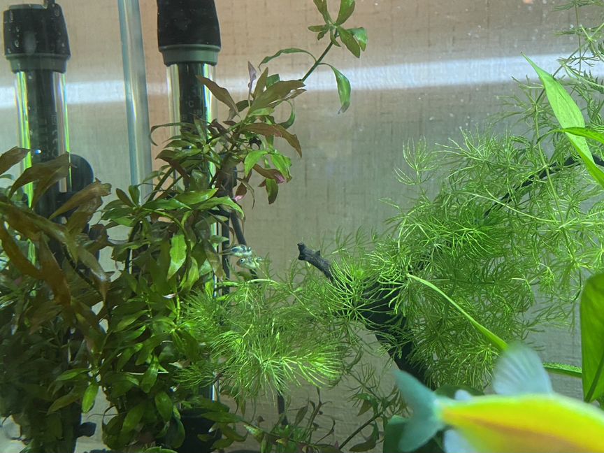 Тетраодон карликовый