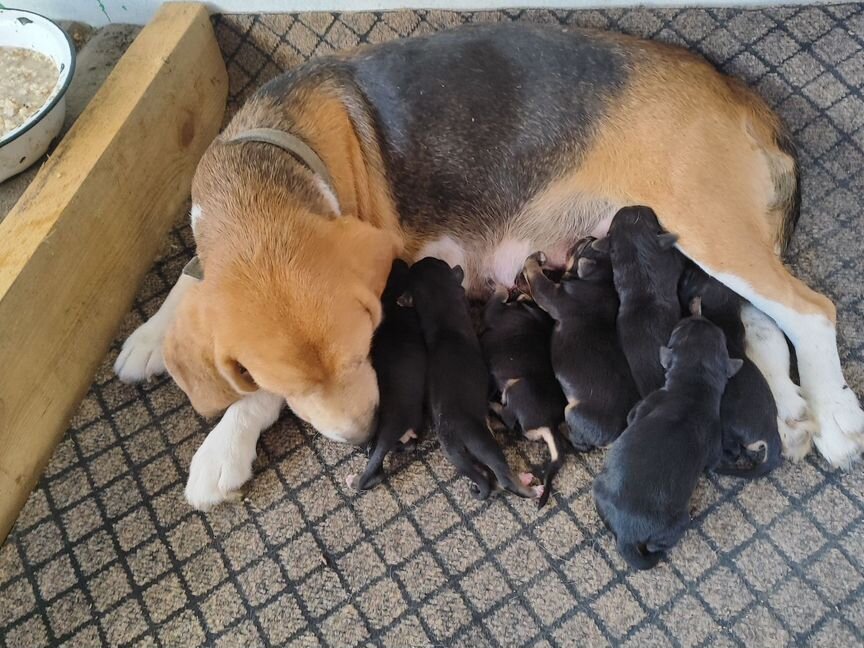 Щенки бигль овчарка