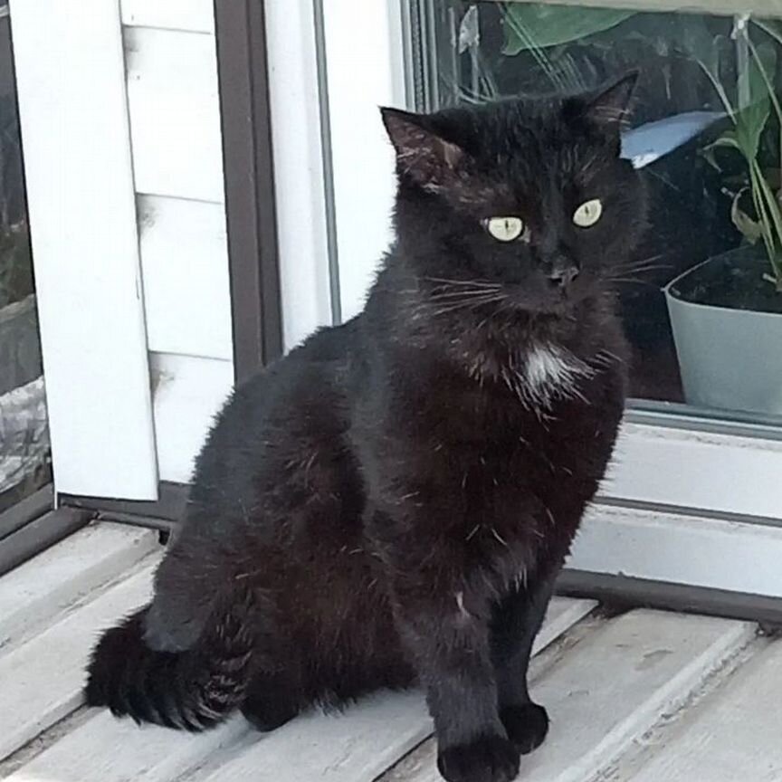 Взрослый кот в добрые руки