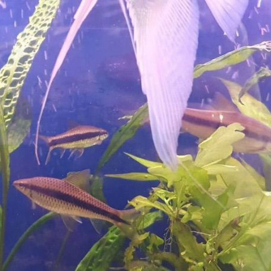 Рыбуи Водорослиед 3+ 1 присоска окцелотос