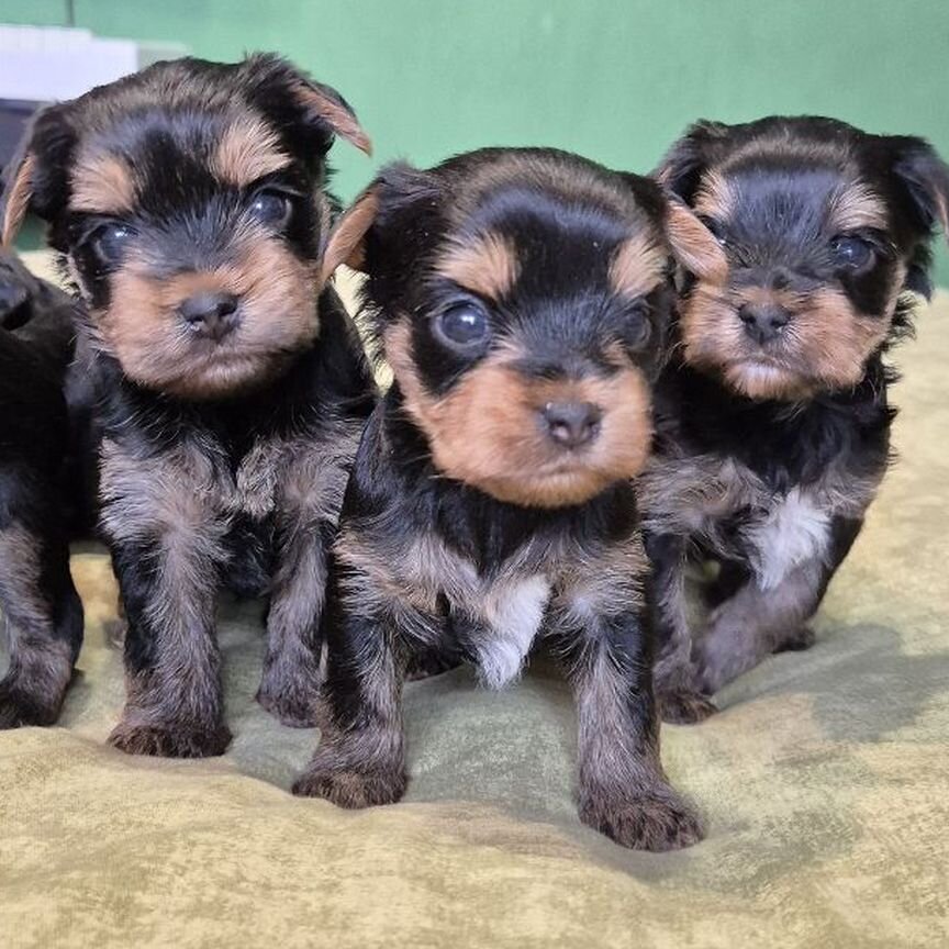 Йоркширский терьер, щенок