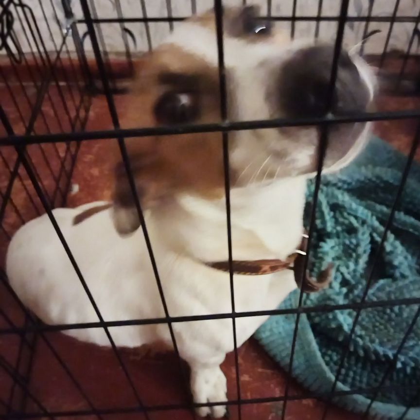 Джек-рассел-терьер, щенок