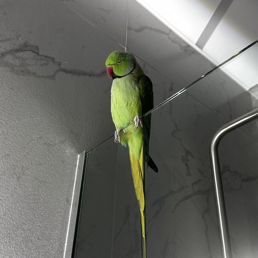 Ожереловый мальчик