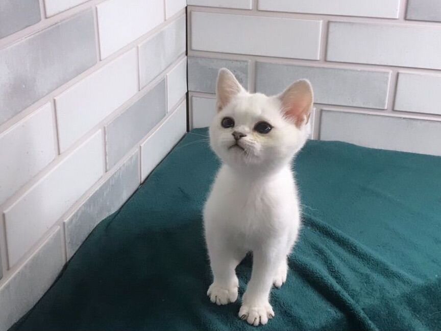 Шотландский котенок серебристая шиншилла