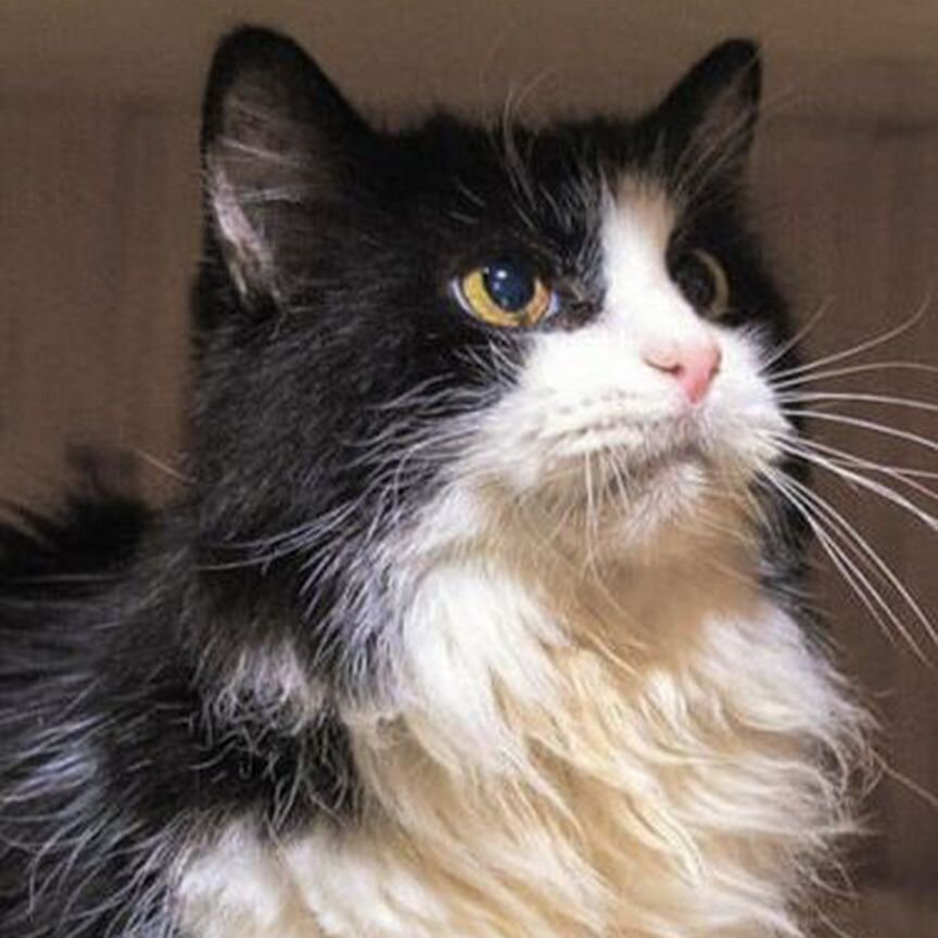 Котик с надеждой на любовь