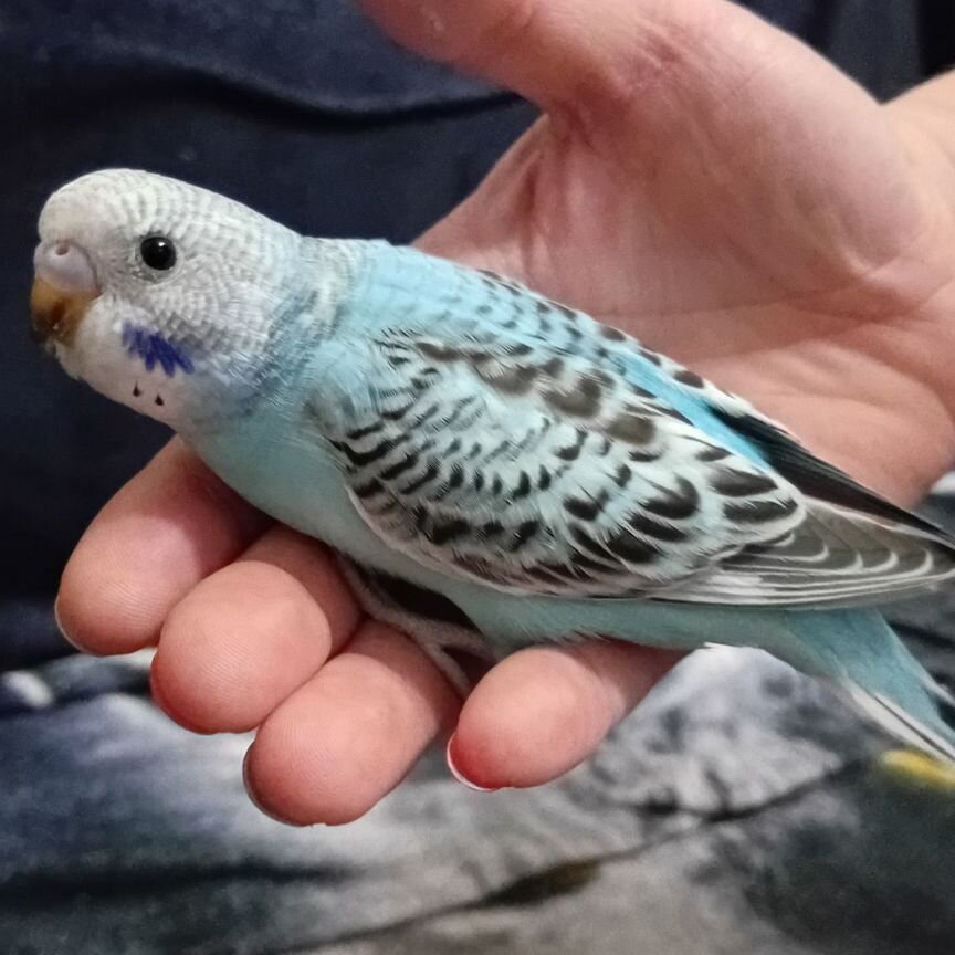 Волнистый попугай