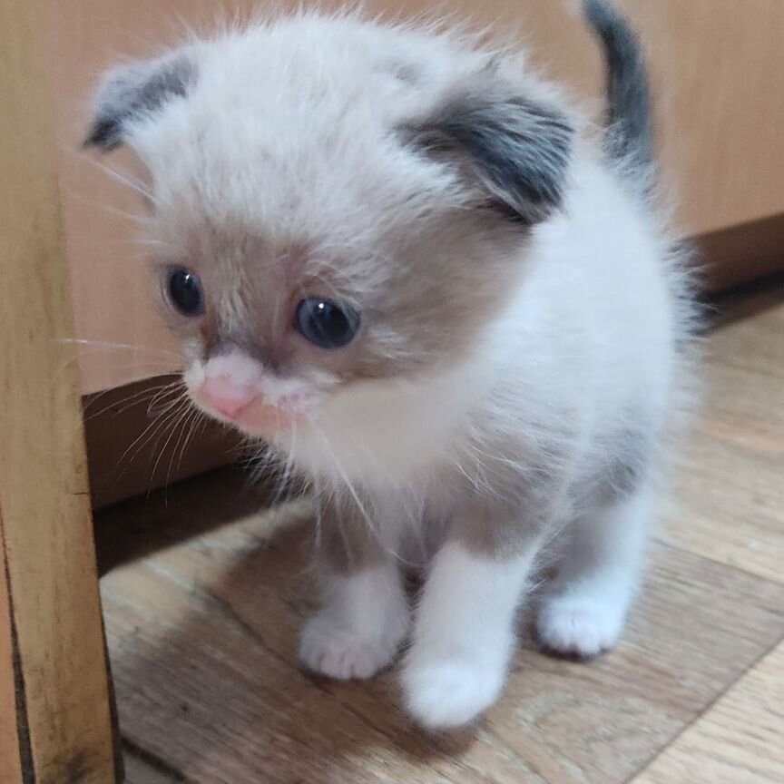 Сиамский котёнок