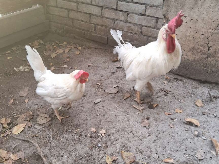 Петух декалб и курочка