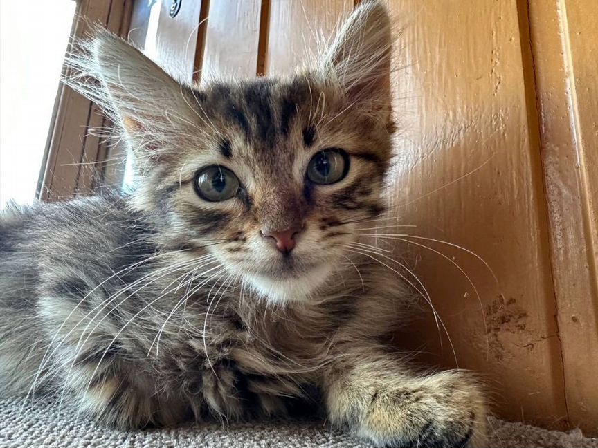 Котик на усыновление