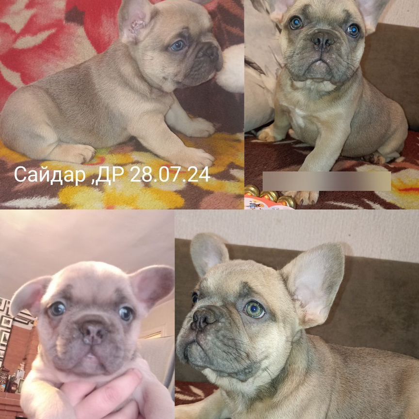 Французский бульдог