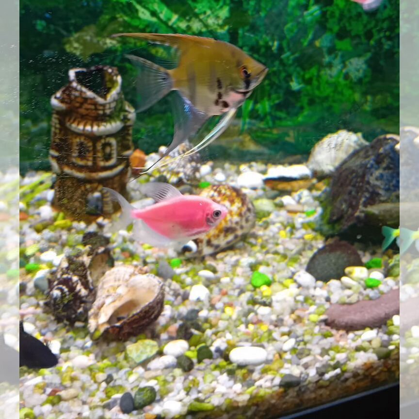 Рыбки скалярия