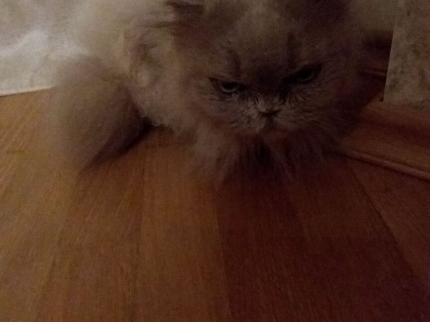 Хайленд фолд кошка