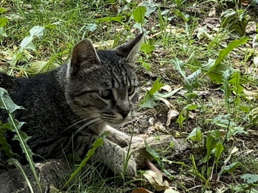 Отдадим кота в хорошие руки