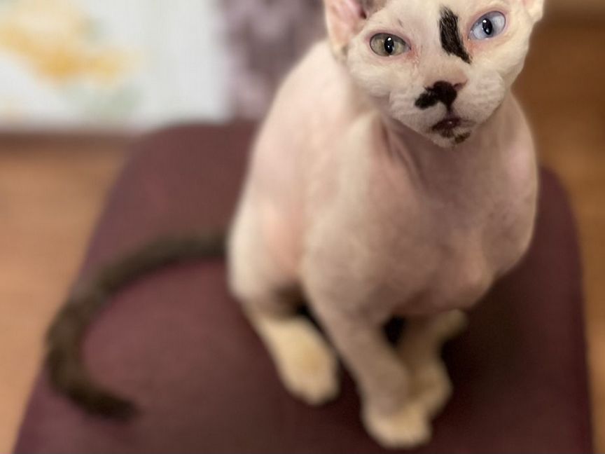 Эльф разноглазая