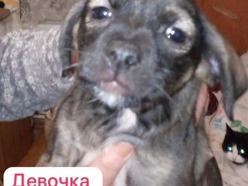 Щенки чихуахуа бесплатно