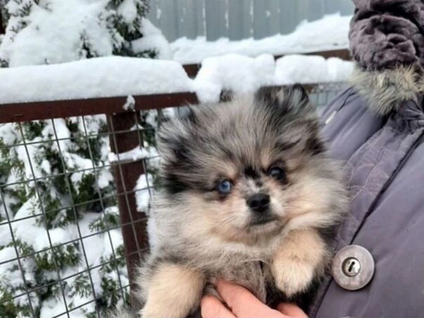 Мраморный мишка