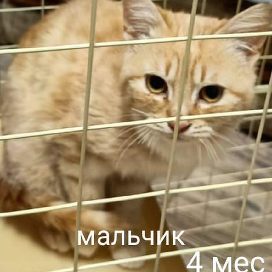 Котёнок Тихон ждёт помощи