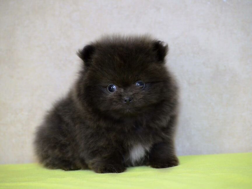 Шпиц мальчик голубой мини