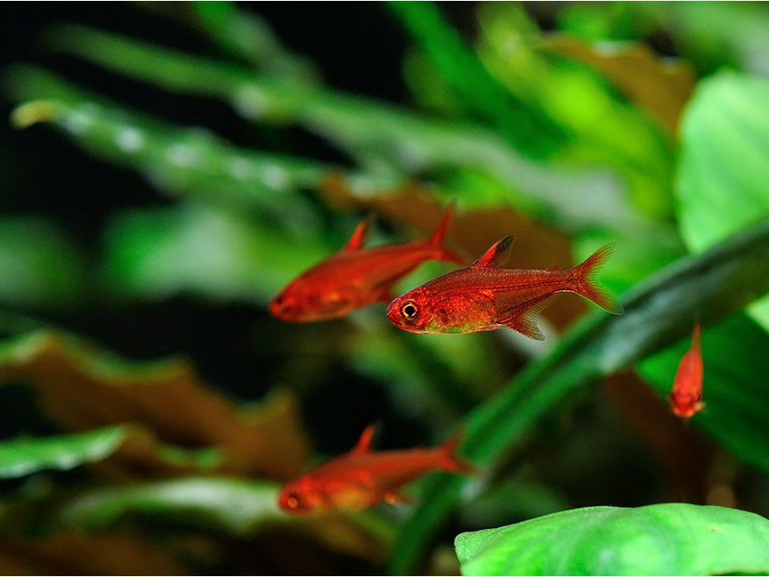 Аквариумные рыбки