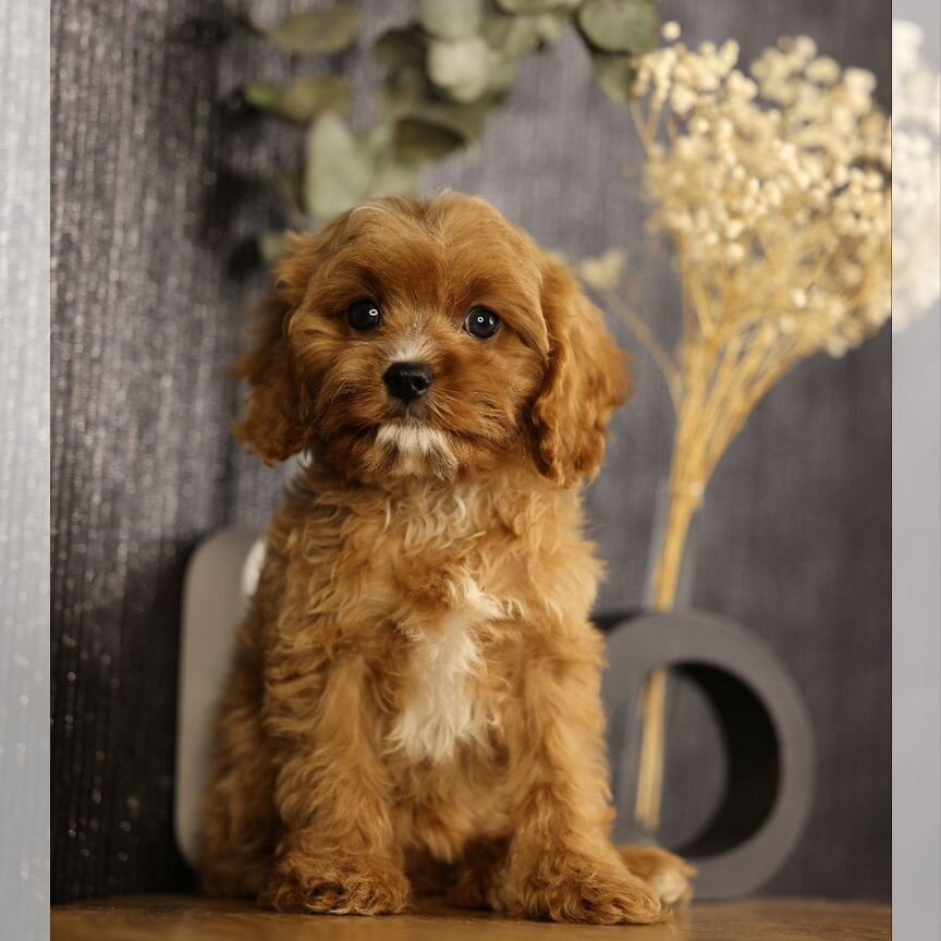 Кавапу, щенок