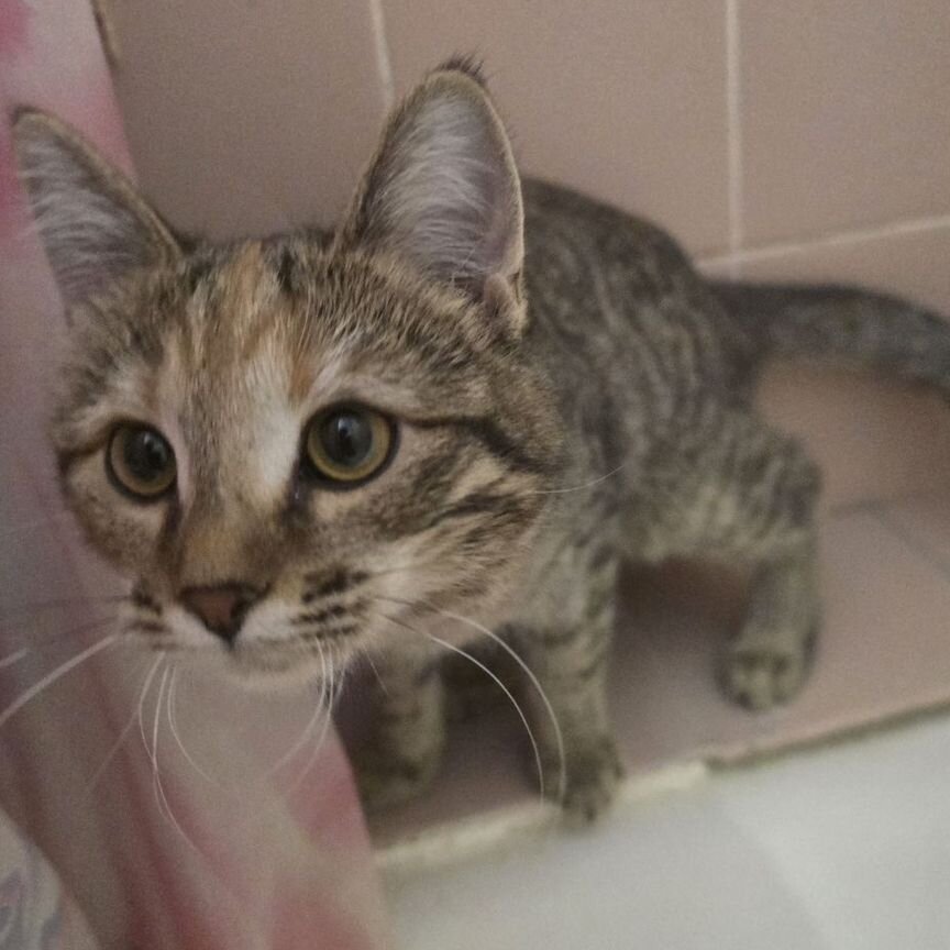 Трехцветный котенок в добрые руки