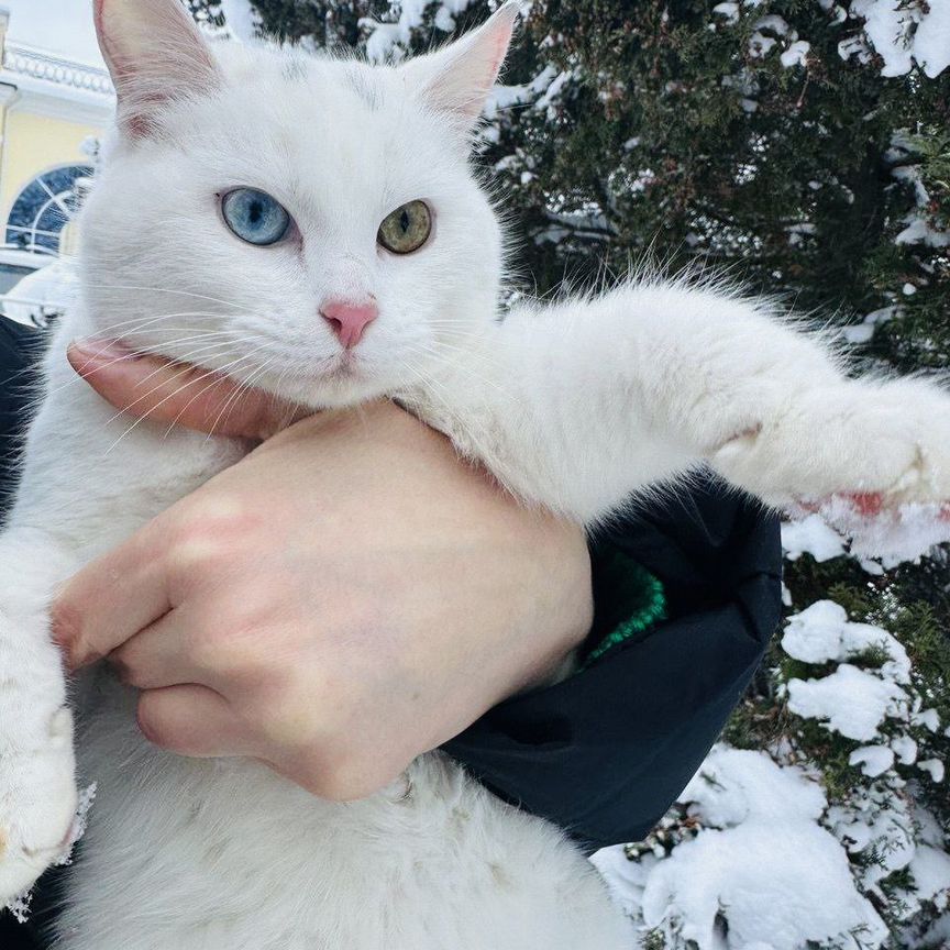 Взрослый кот в добрые руки