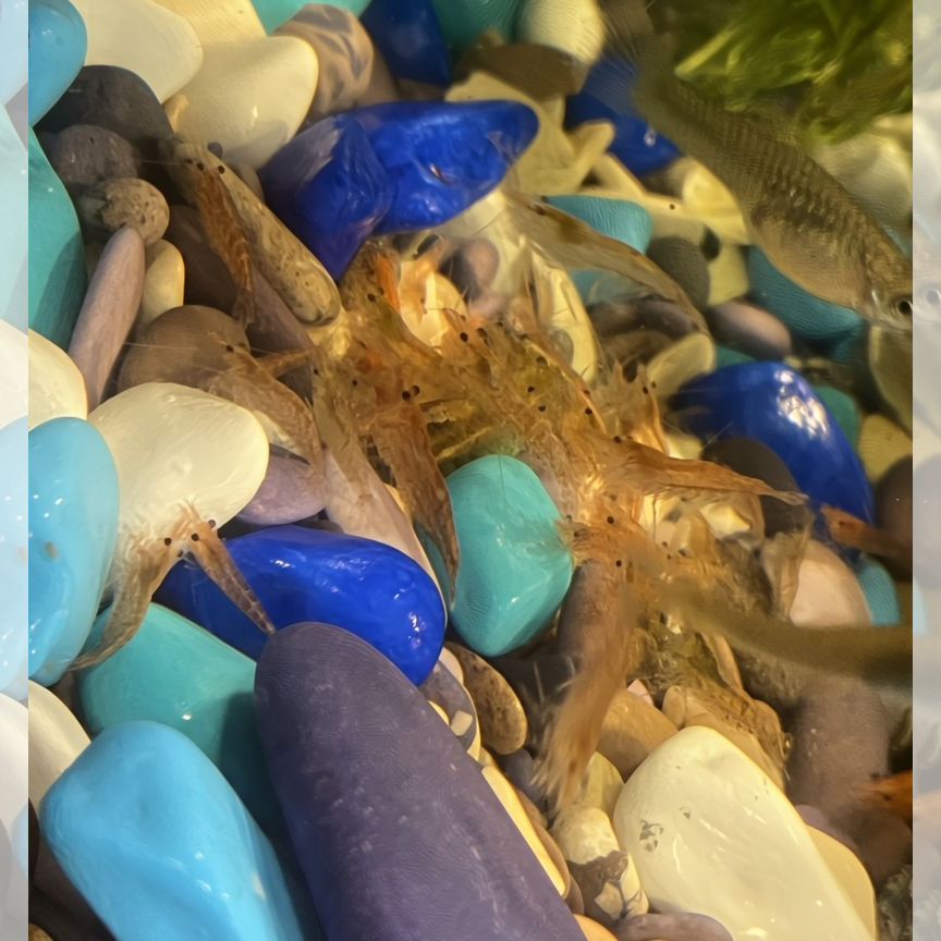 Аквариумные креветки