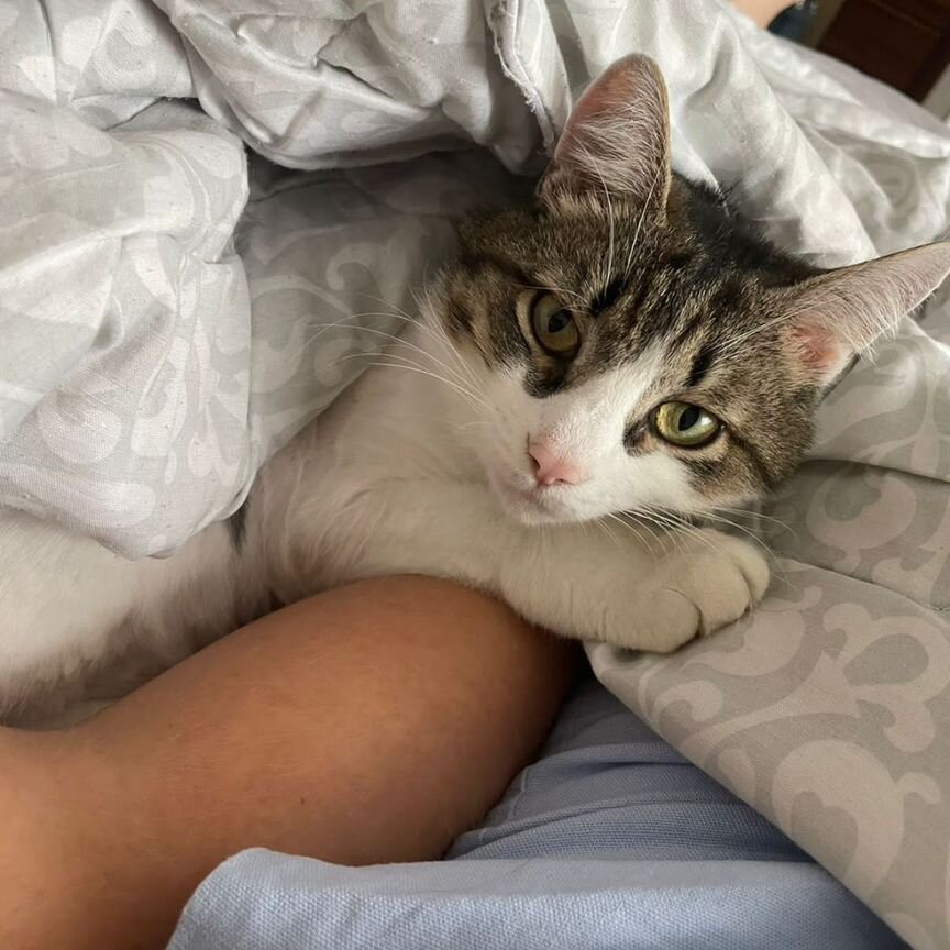 Кот Коржик ищет дом