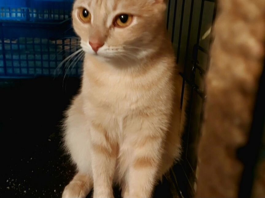 Рыжая красавица ищет дом