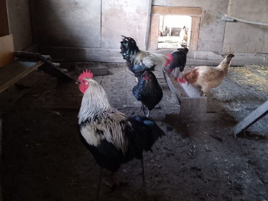 Петухи,продам или обменяю на другую птицу
