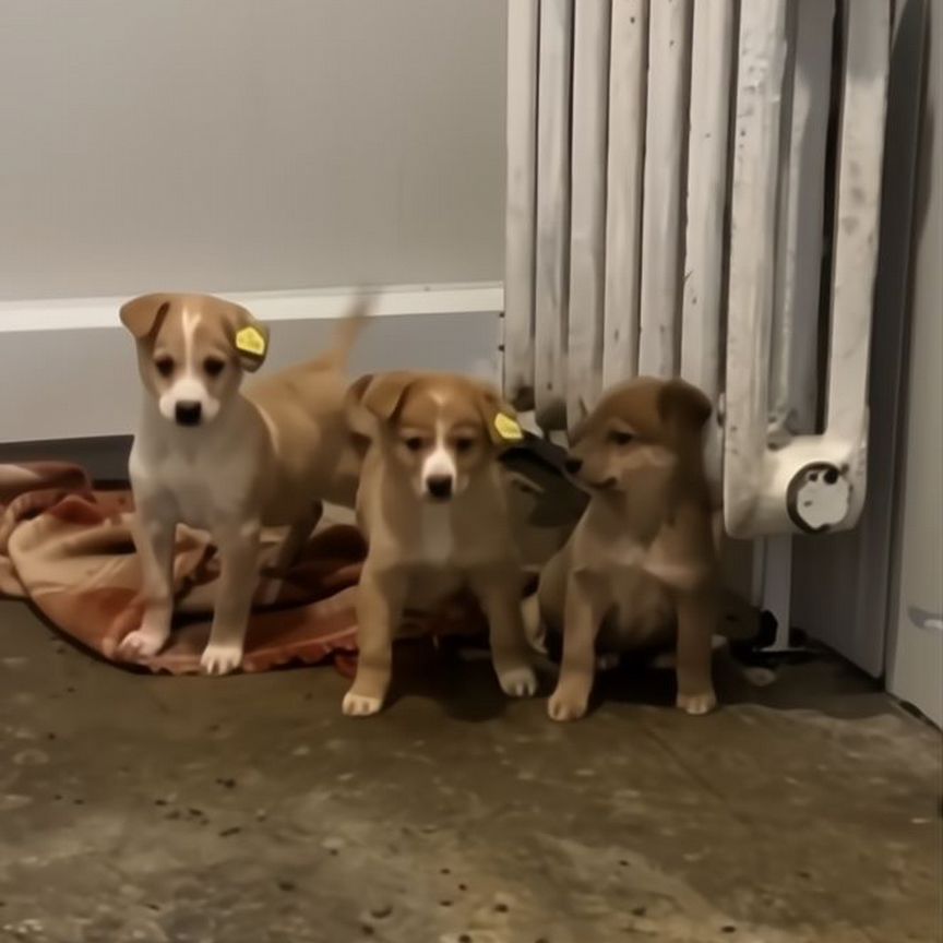 Щенок в добрые руки