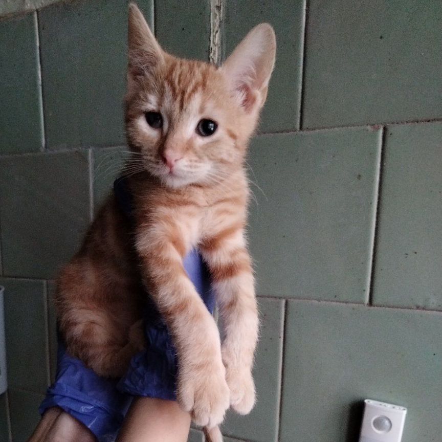 Рыжий котенок