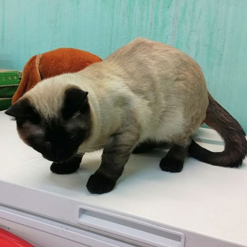 Персидский котёнок