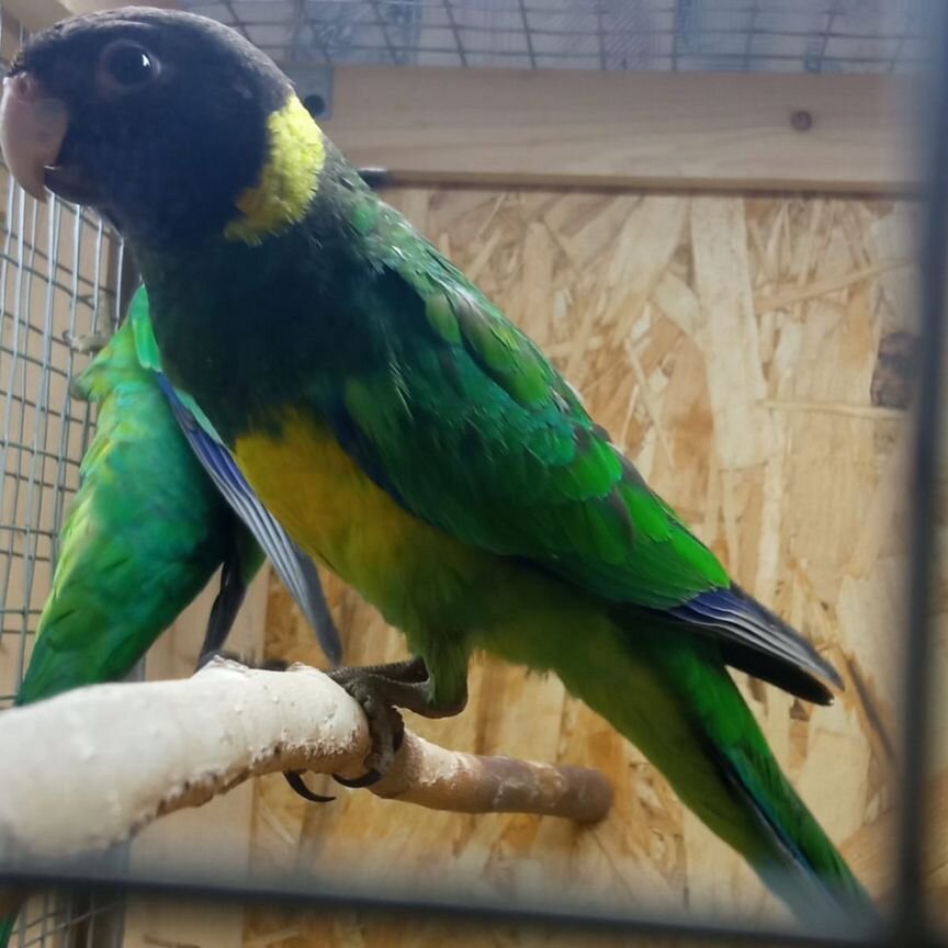 Попугаи Бернарды