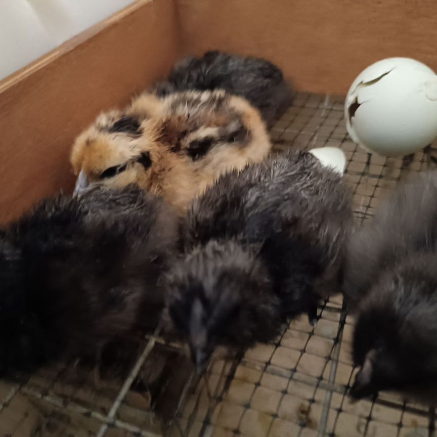 Цыплята микс