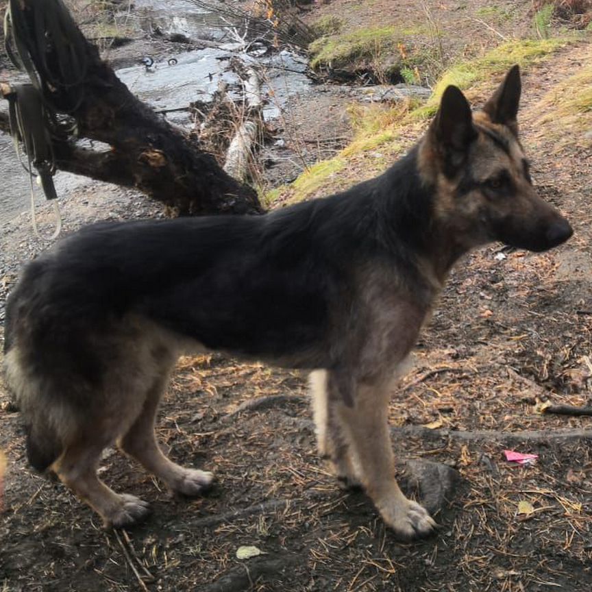 Восточноевропейская овчарка, взрослая собака