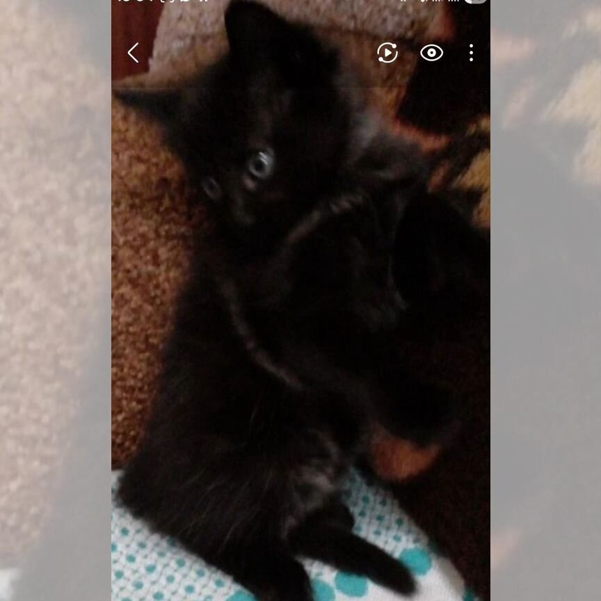 Котёнок в добрые руки