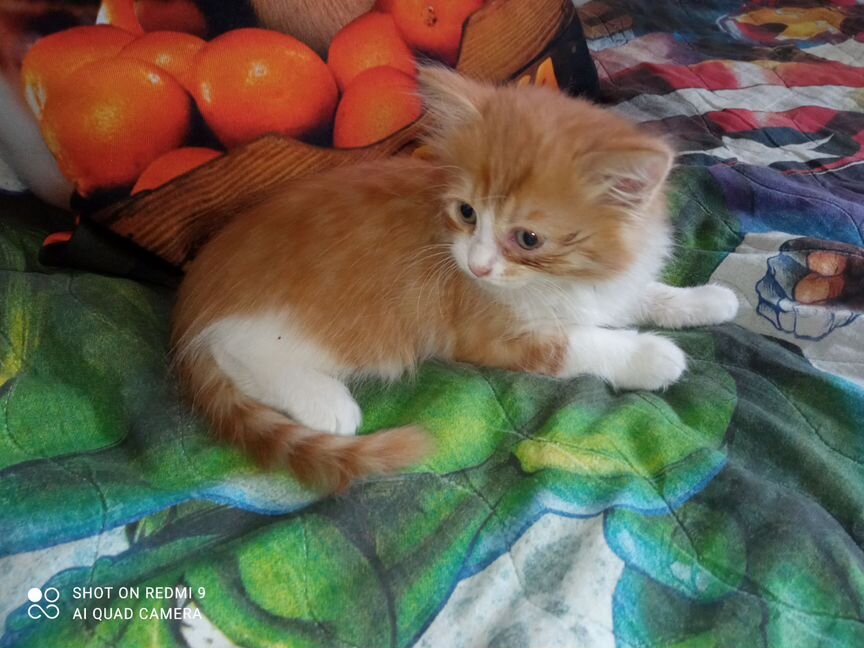 Компот и Карамелька