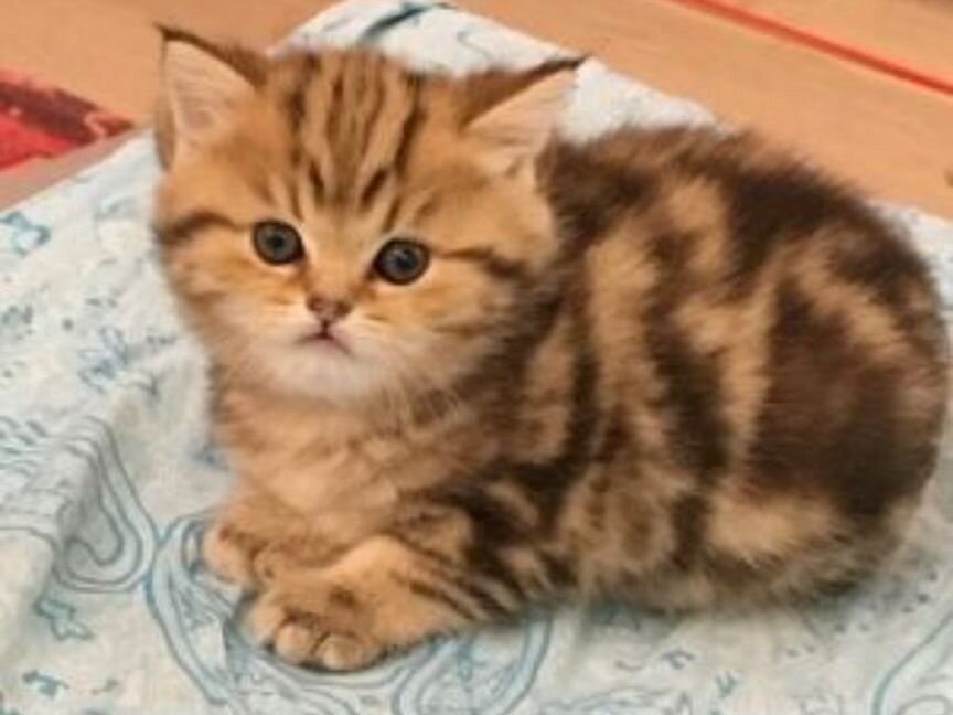 Мрамор на золоте котята