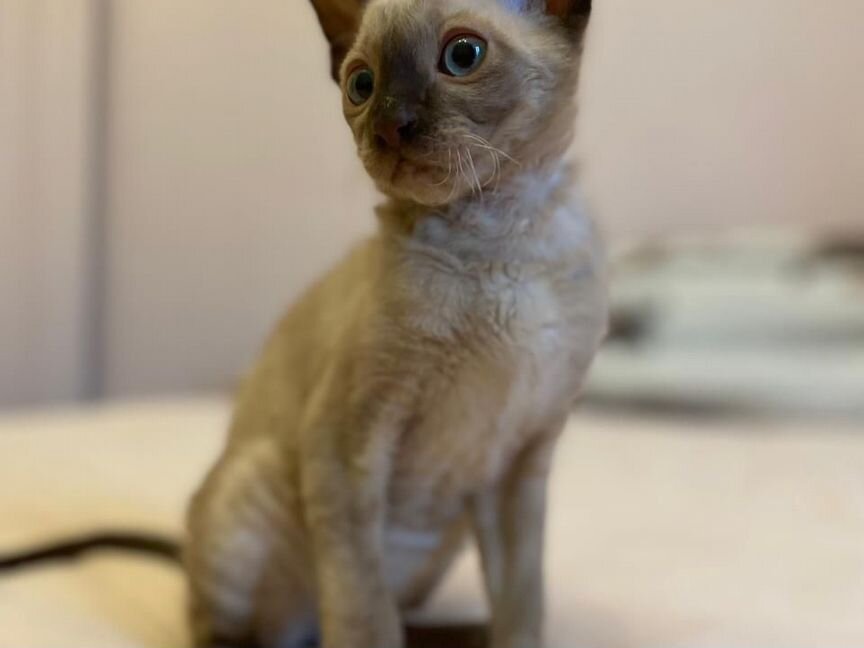 Котëнок корниш-рекс 3 мес