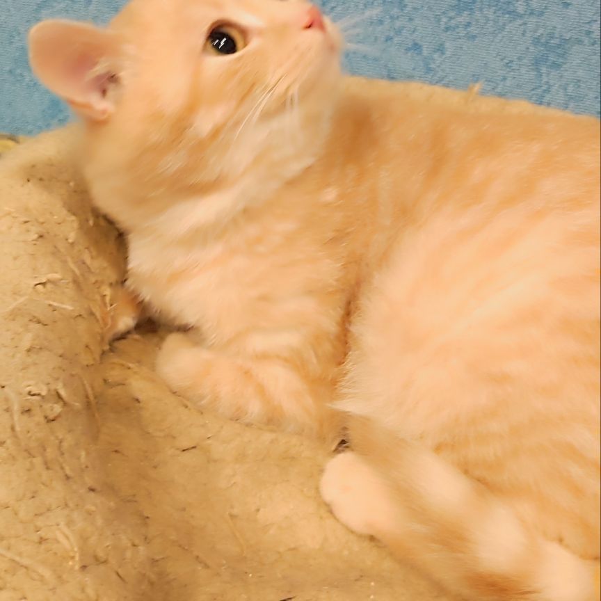 Котик