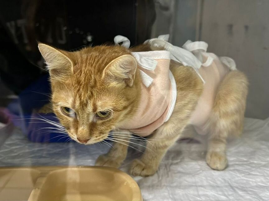 Кошка трудной судьбы