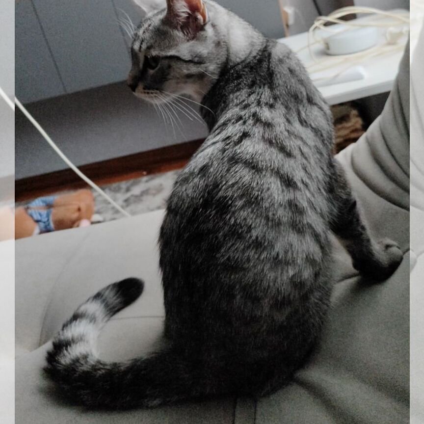 Египетская мау котёнок