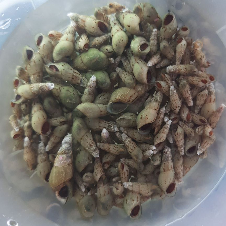 Улитки мелании